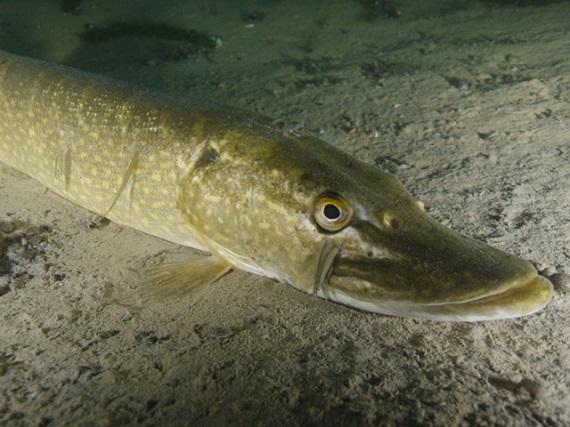 Northern pike | British Diver